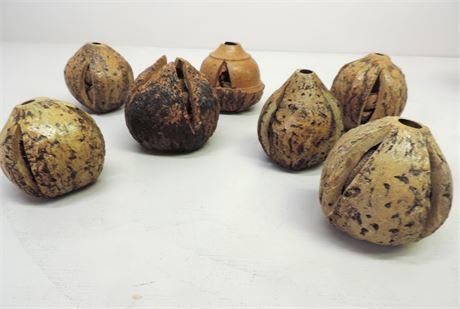 Transitional Design Online Auctions - Brazilian Nut Pods / Glazed