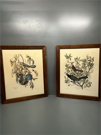 Transitional Design Online Auctions - Audobon Reproductions / 2